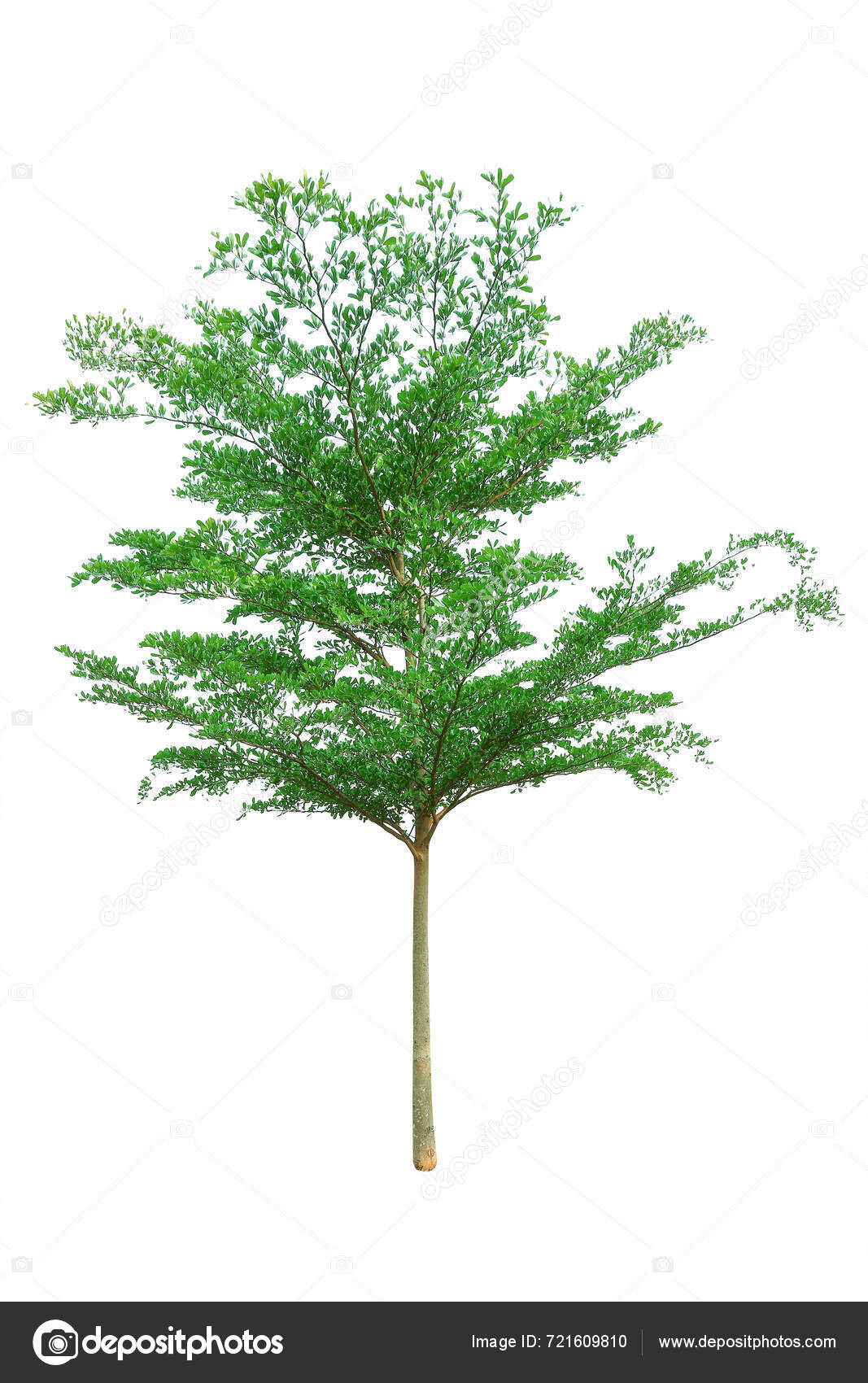 Terminalia Ivorensis Chev Tree Isolated White — Stock Photo ...