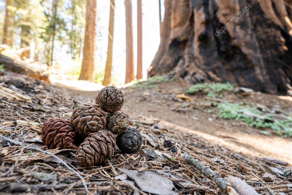 Pila de conos de pino de Sequoia en Grove of Sequoia National Park 2023