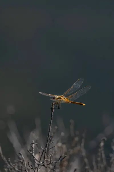 Ghost dragonfly Stock Photos, Royalty Free Ghost dragonfly Images | Depositphotos