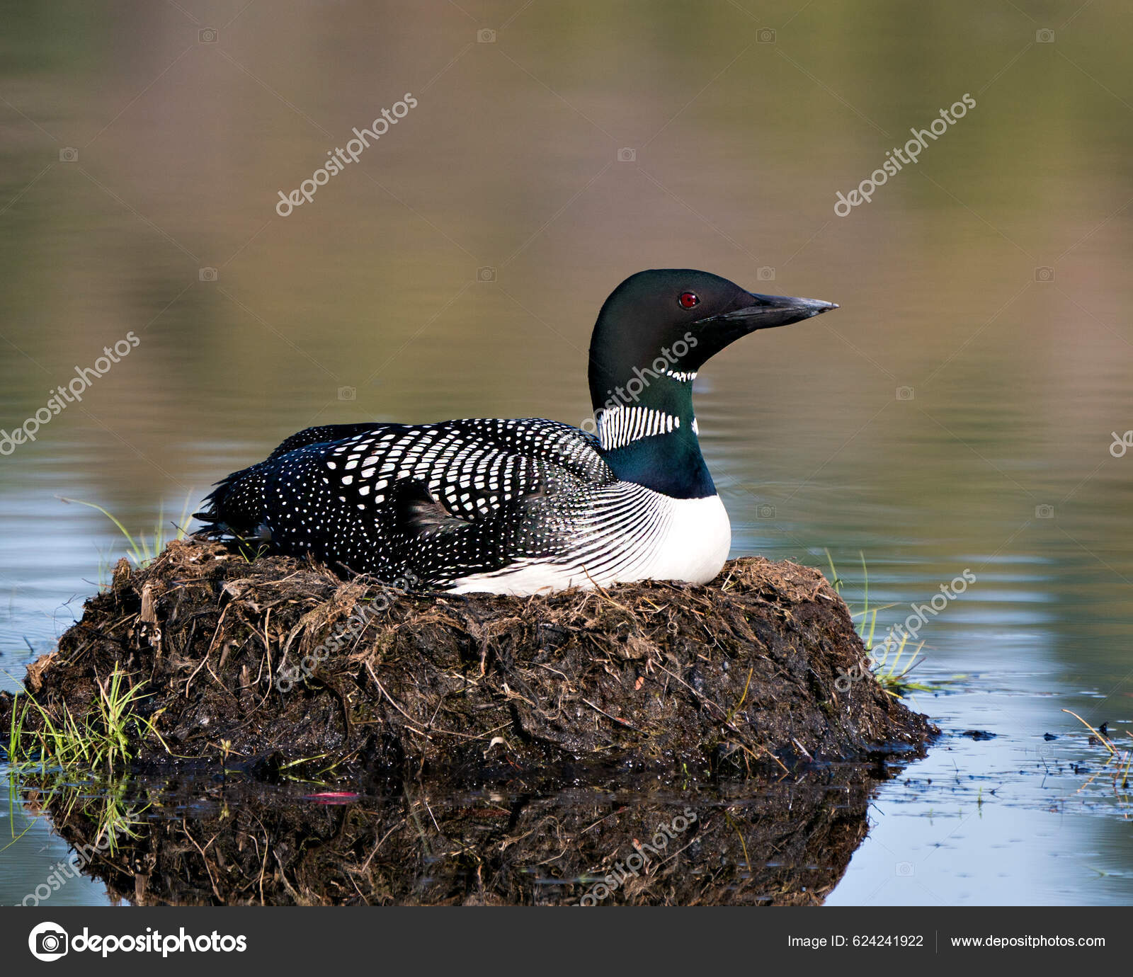 Loon Nesting Its Nest Marsh Grasses Mud Water Lakeshore Its — Stock ...