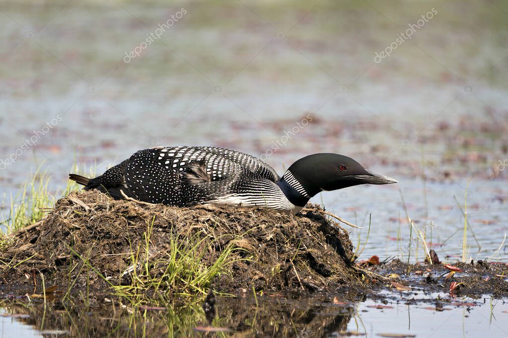 Common Loon nesting and protecting brood eggs in its environment and ...