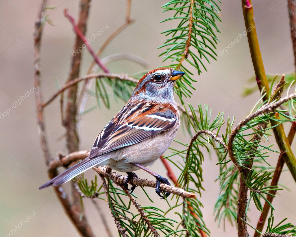 Vista lateral de primer plano del Gorrión Americano del Árbol ...