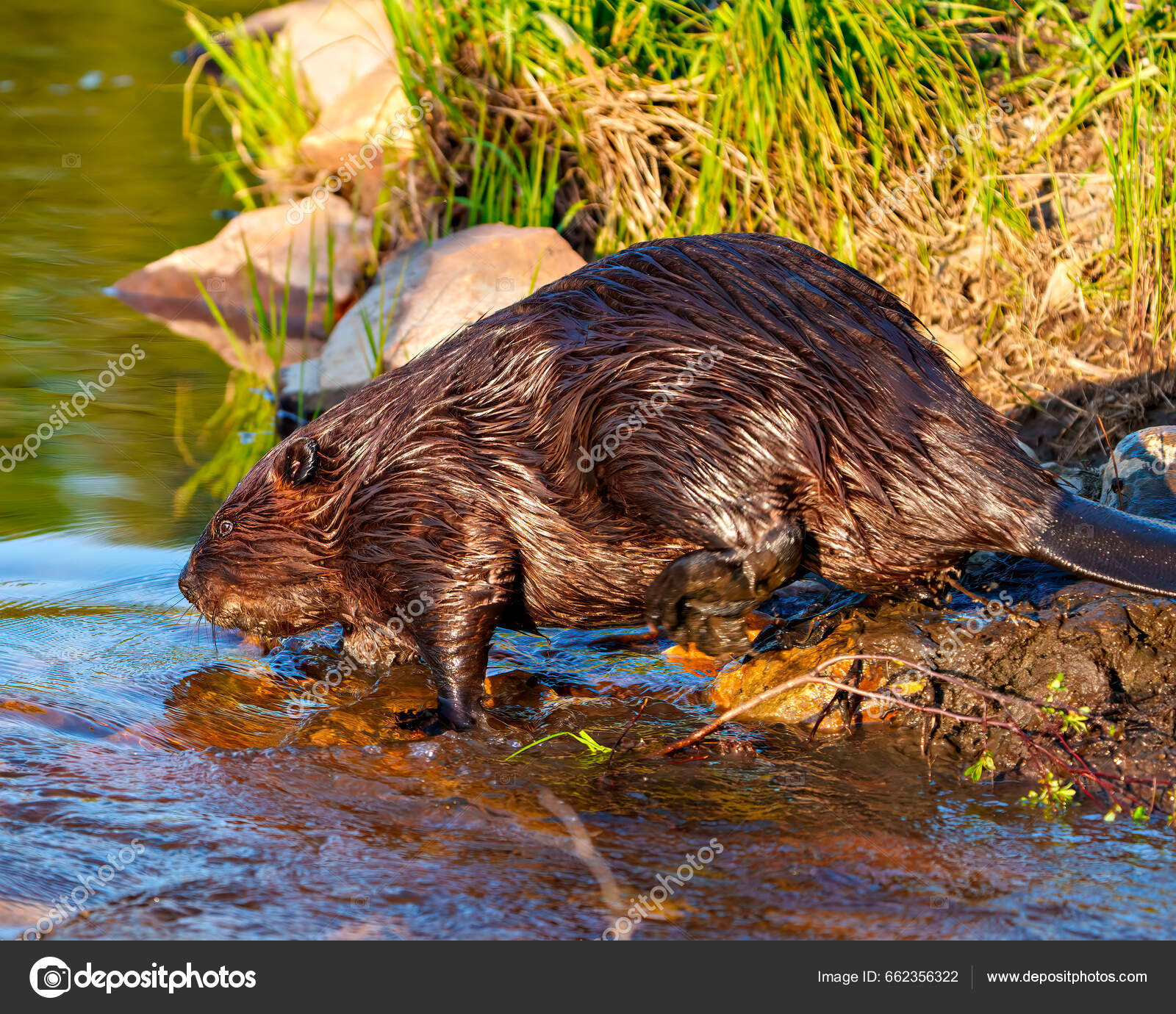 Beavers Dam Building
