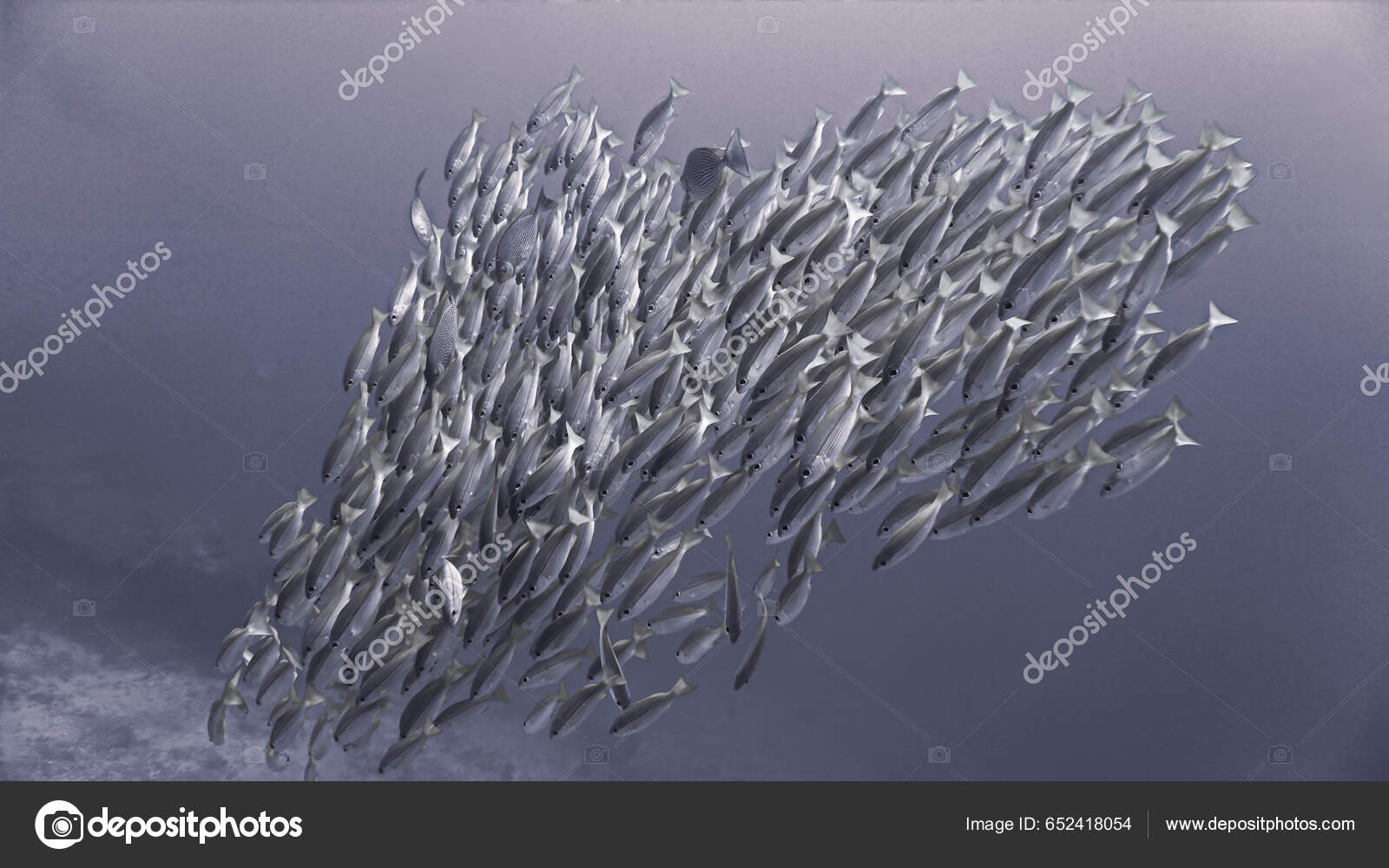 Artistic Underwater Photo Schools Fish Deep Blue Sea — Stock Photo ...