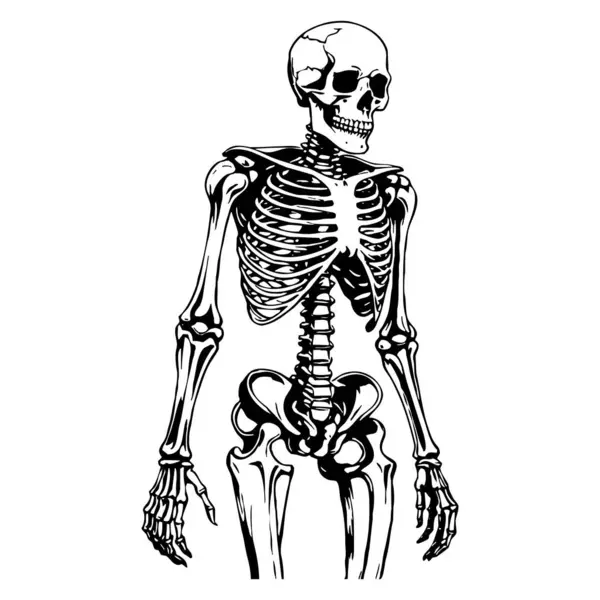 Skeleton anatomical outline Stock Photos, Royalty Free Skeleton ...