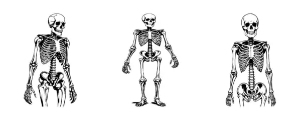Skeleton anatomical outline Stock Photos, Royalty Free Skeleton ...