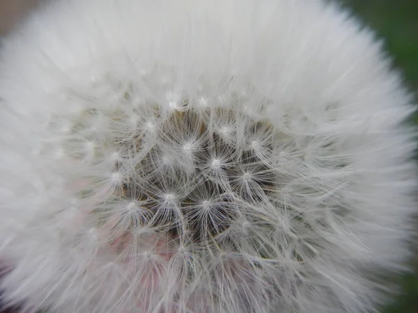 Maskros bollen närbild Stockfotografier, royaltyfria Maskros bollen ...
