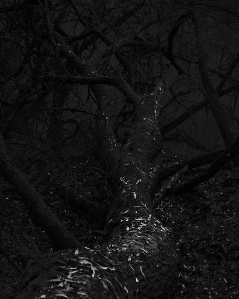 Tree of fear shot Stock Photos, Royalty Free Tree of fear shot Images ...