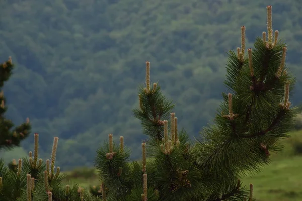 Pinos panorama fotos de stock, imágenes de Pinos panorama sin royalties ...