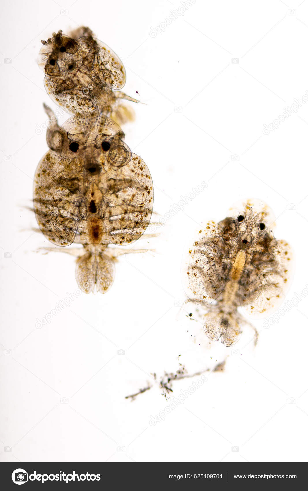 Patterns Backgrounds Parasitic Argulus Clinostomum Study Argulus ...