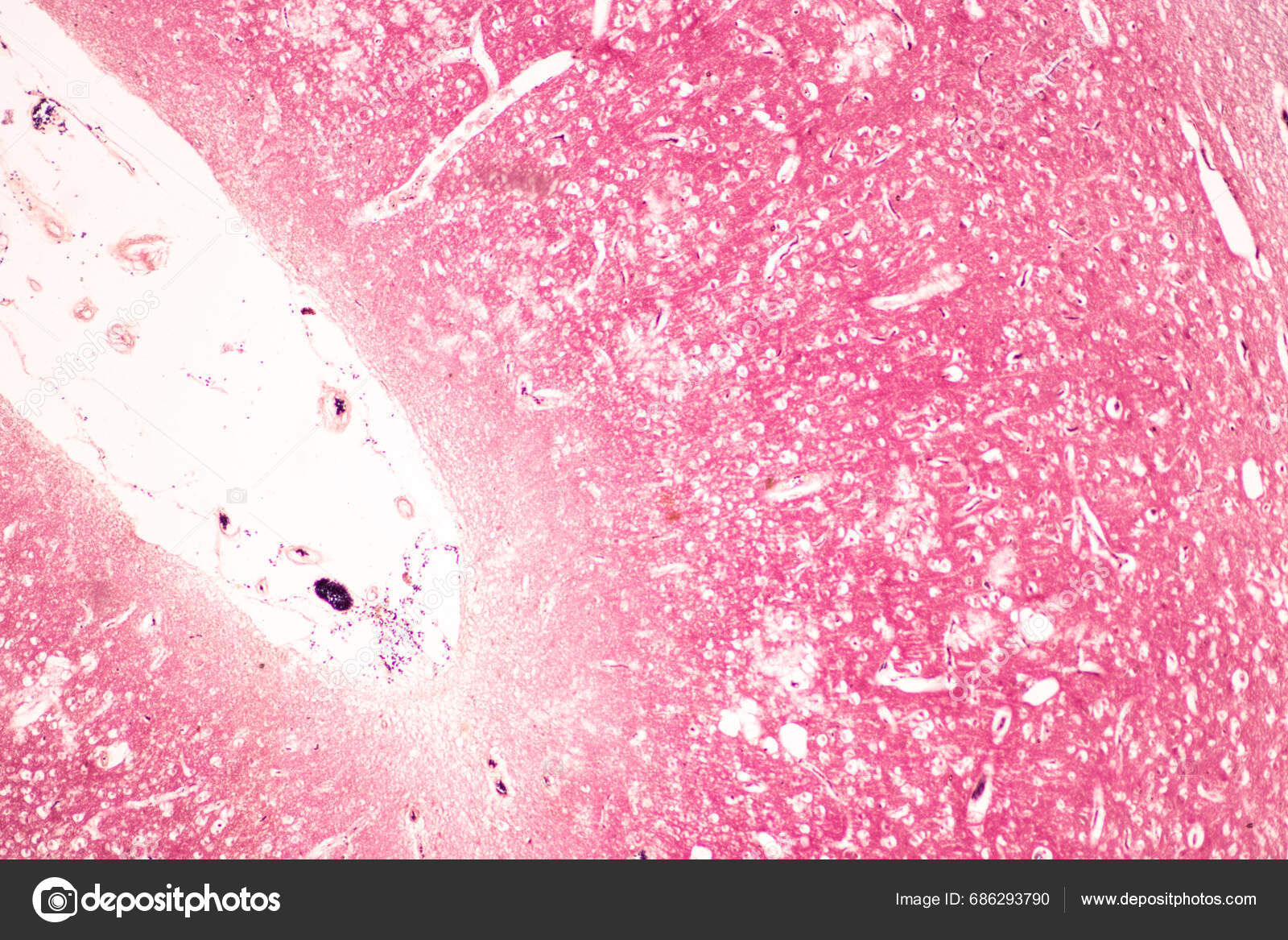 Human Nervous System Microscope Lab — Stock Photo © p.thongdumhyu ...