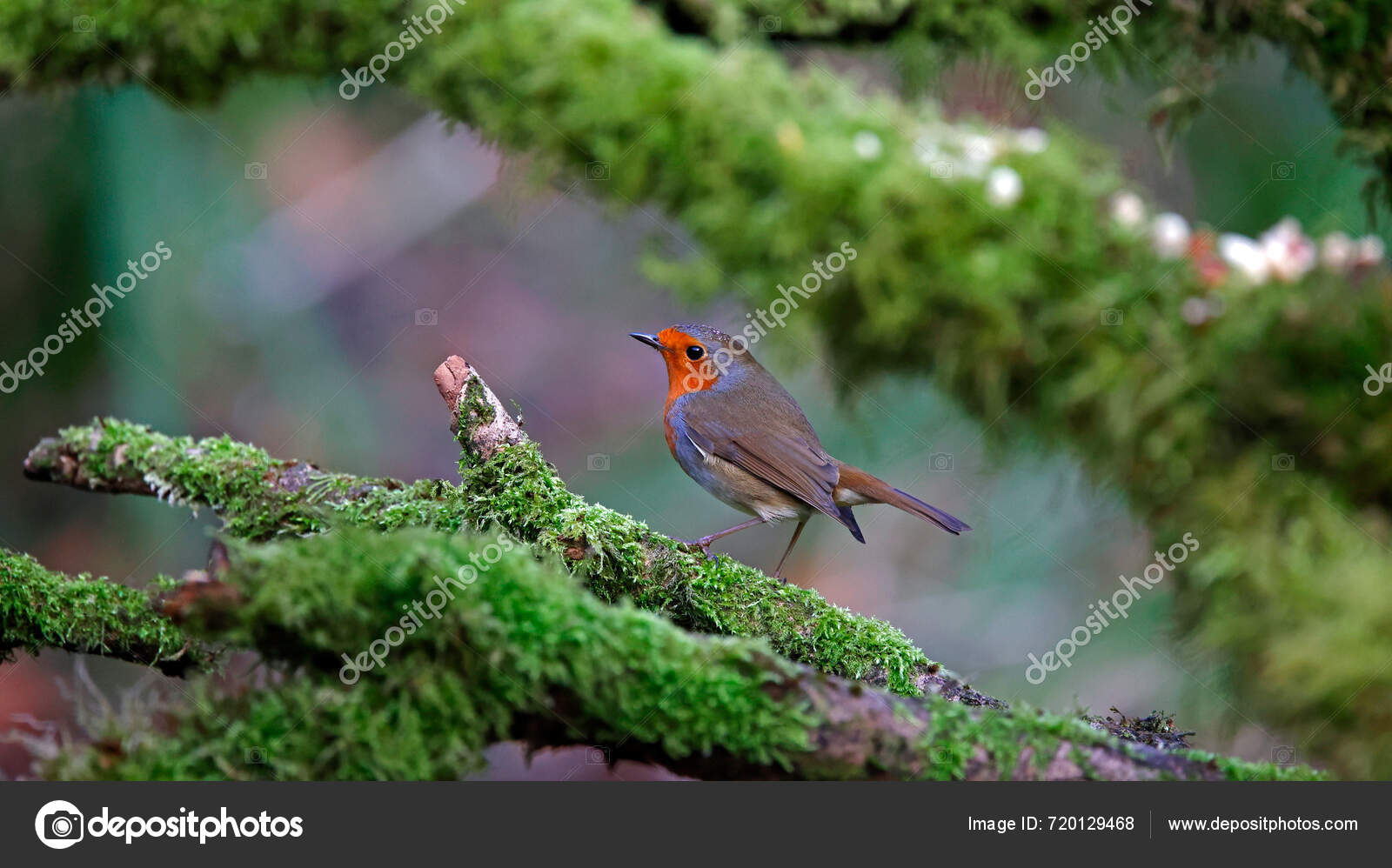 Eurasian Robin Woodland Site — Stock Photo © wildlifepirate #720129468