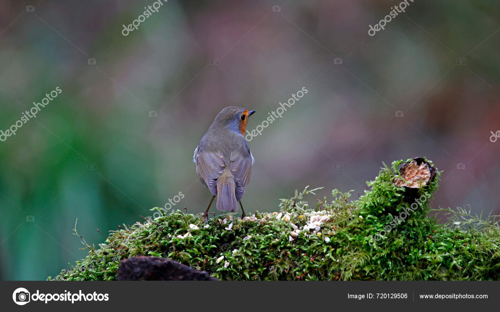 Eurasian Robin Woodland Site — Stock Photo © wildlifepirate #720129506