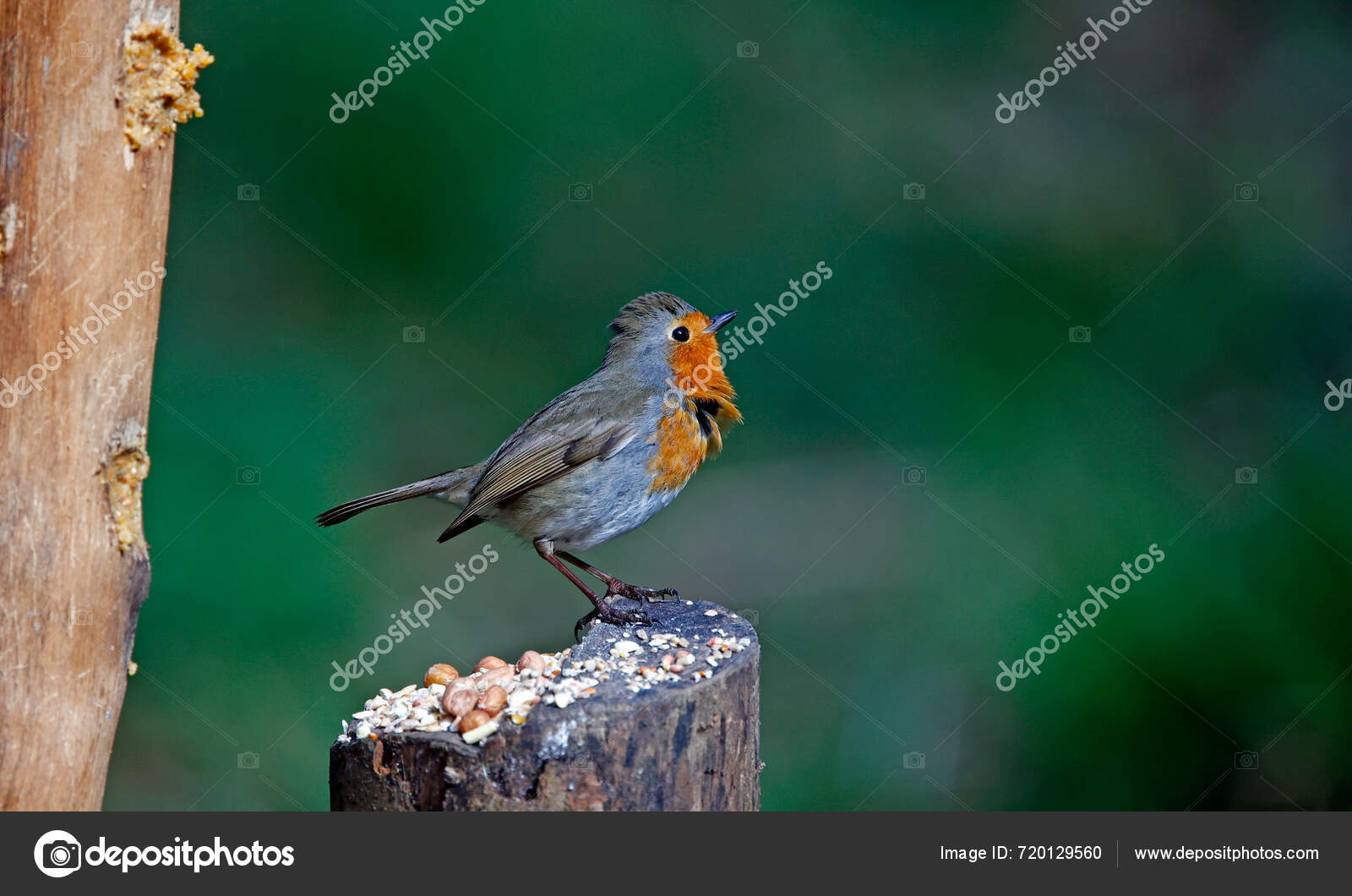 Eurasian Robin Woodland Site — Stock Photo © wildlifepirate #720129560