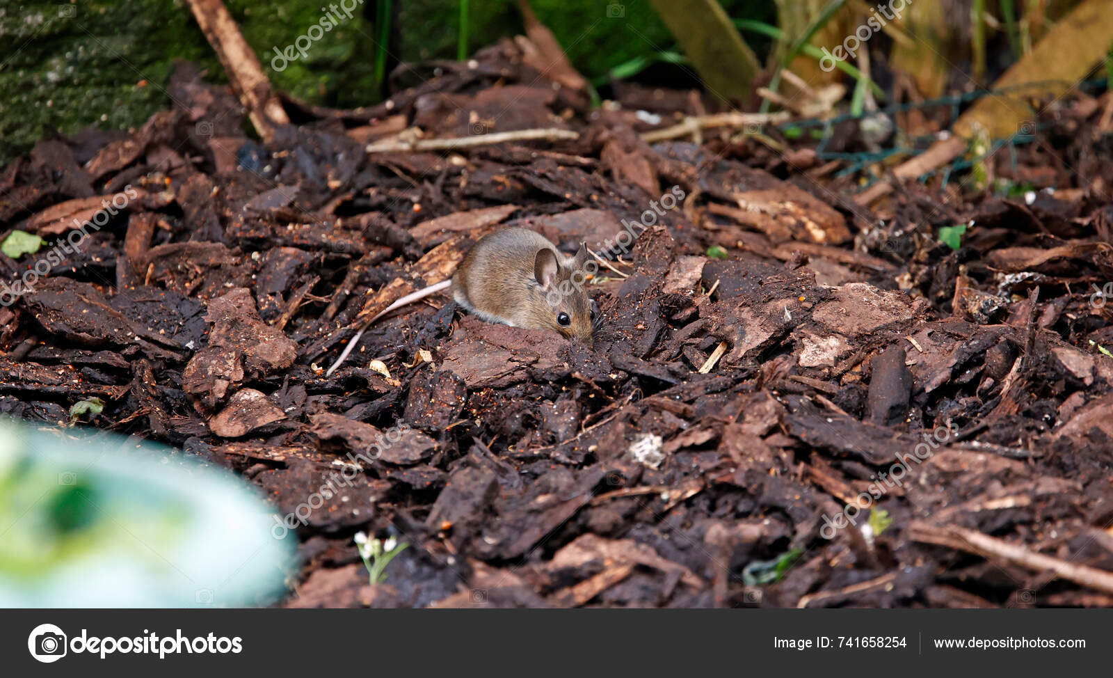 Wood Mouse Foraging Bird Feeders — Stock Photo © wildlifepirate #741658254