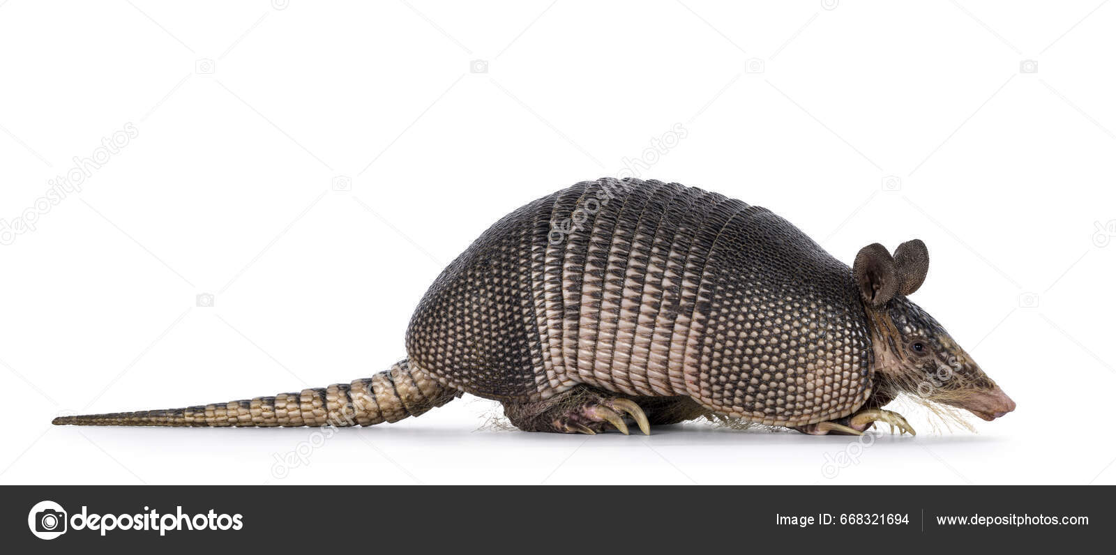 Nine Banded Armadillo Aka Dasypus Novemcinctus Standing Side Ways ...