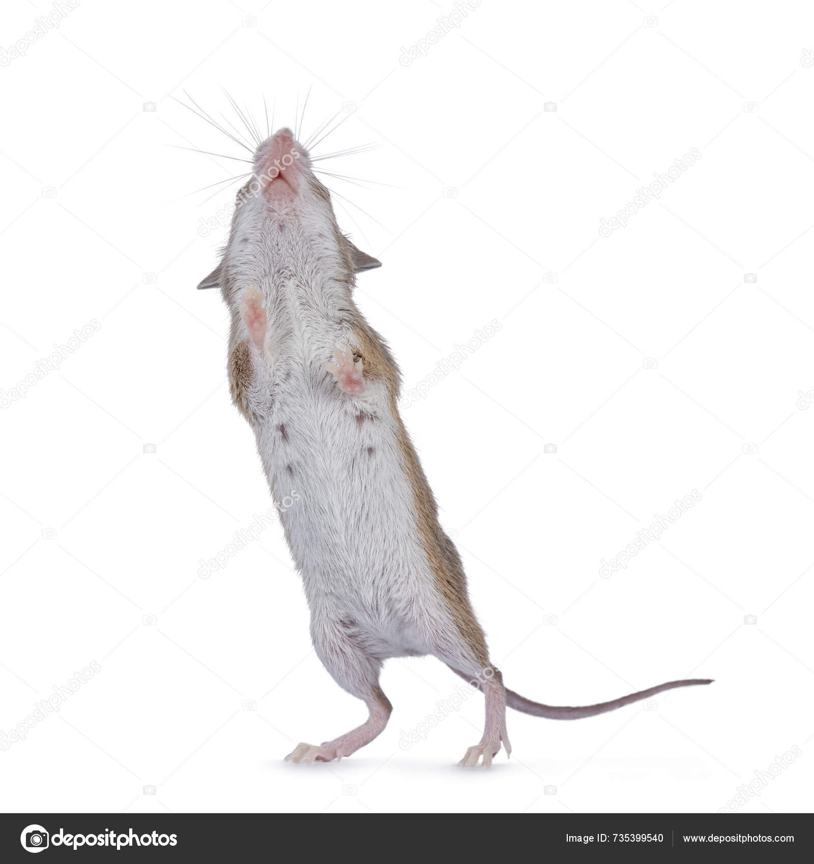 African Pygmy Mouse Aka Mus Minutoides Smallest Rodent World Standing ...