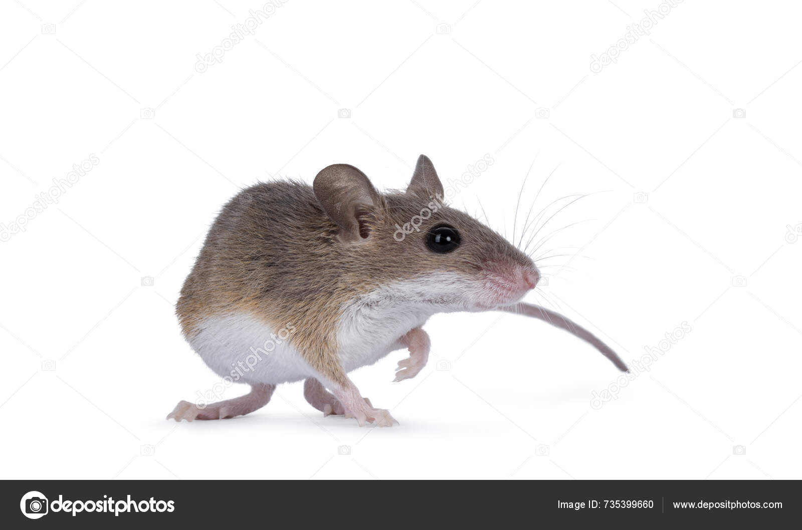 African Pygmy Mouse Aka Mus Minutoides Smallest Rodent World Turning ...