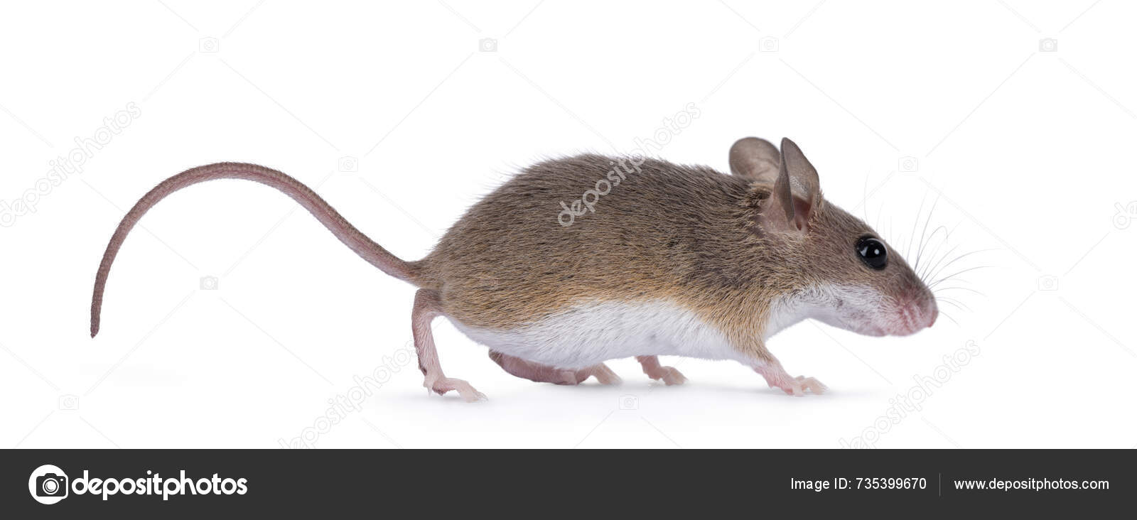 African Pygmy Mouse Aka Mus Minutoides Smallest Rodent World Moving ...