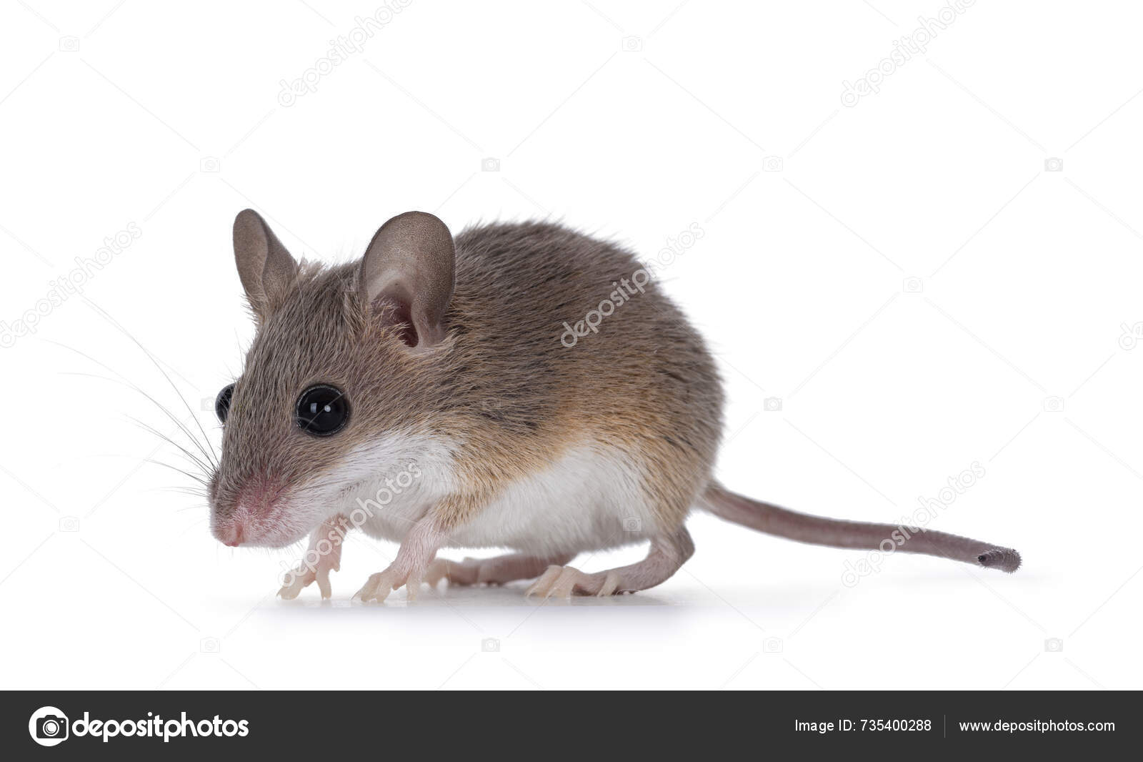 African Pygmy Mouse Aka Mus Minutoides Smallest Rodent World Standing ...