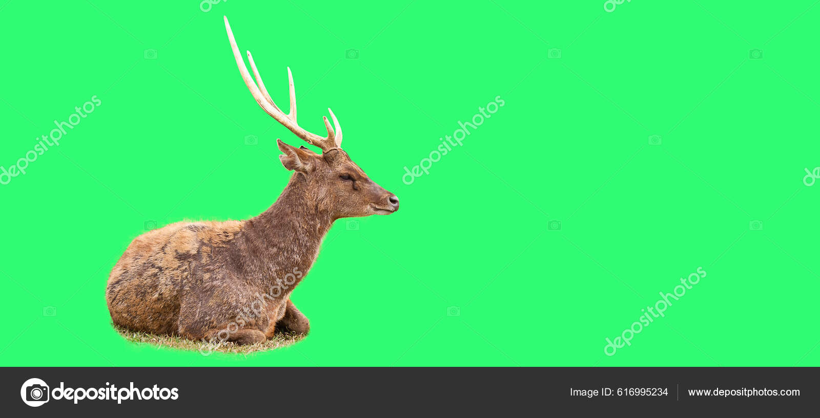 Javan Rusa Sunda Sambar Rusa Timorensis Ranca Upas Adventure Camp ...