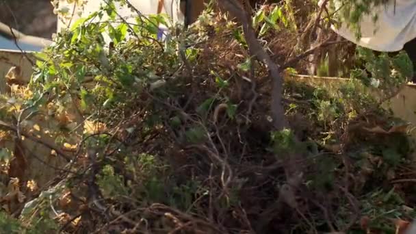 15,379 Residuos verdes Videos, Royalty-free Stock Residuos verdes ...