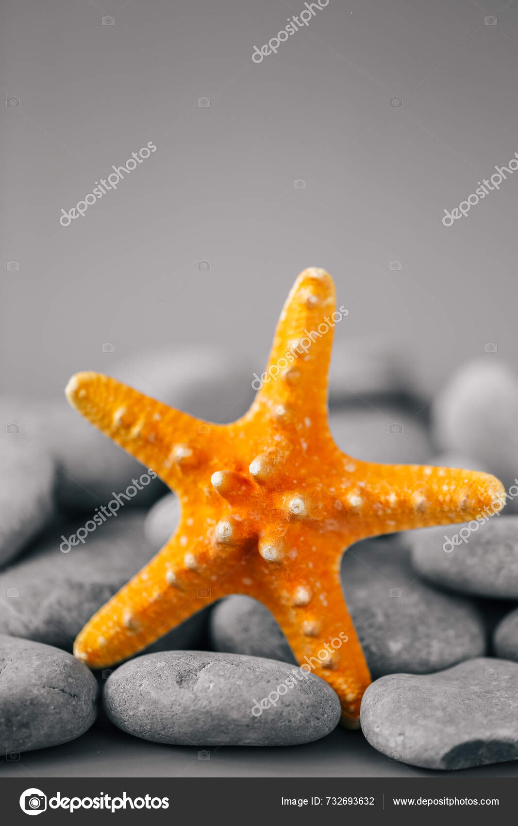 Orange Starfish Gray Stones Gray Background Gray Pebbles Starfish ...