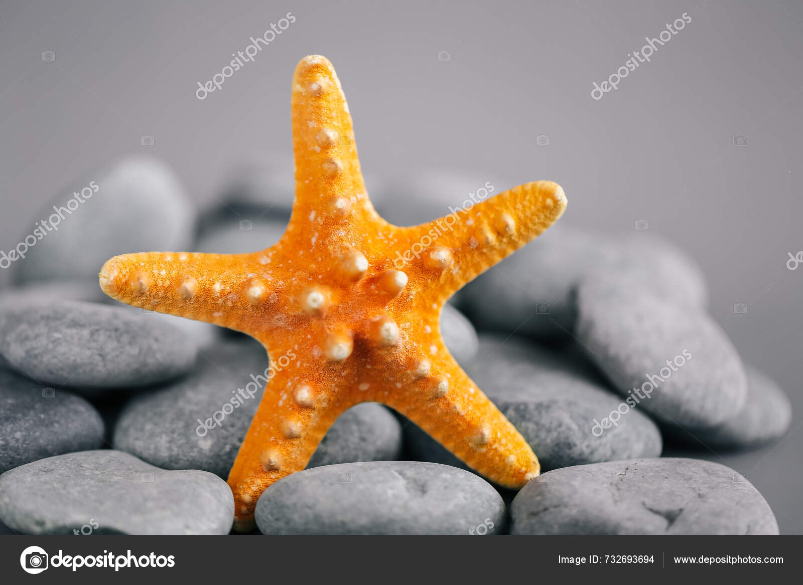 Starfish Gray Stones Gray Background Gray Pebbles Starfish Texture ...