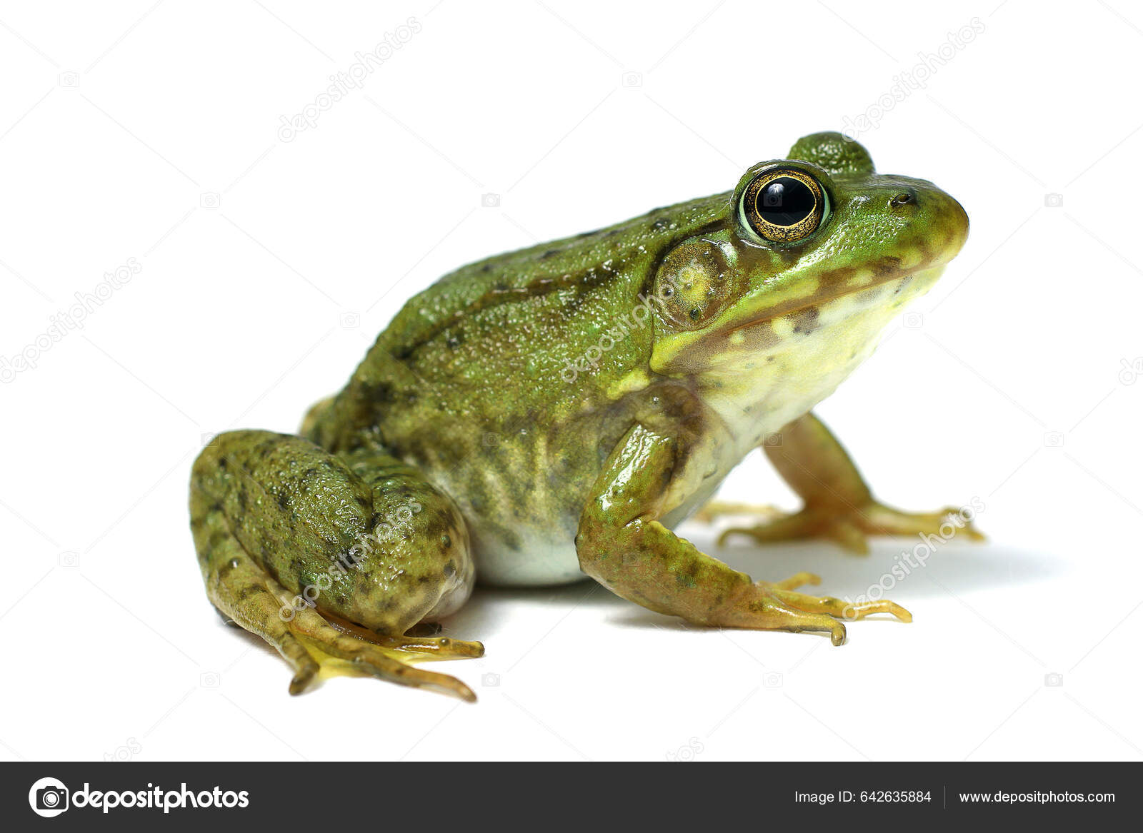 Green Frog White Background — Stock Photo © SimonXT2 #642635884