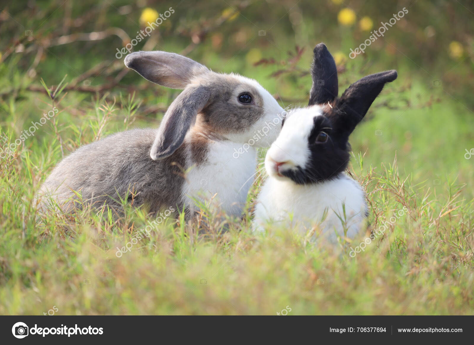 Two Fluffy Rabbit Kiss Each Other Wild Meadow Happy Cute — Foto de ...