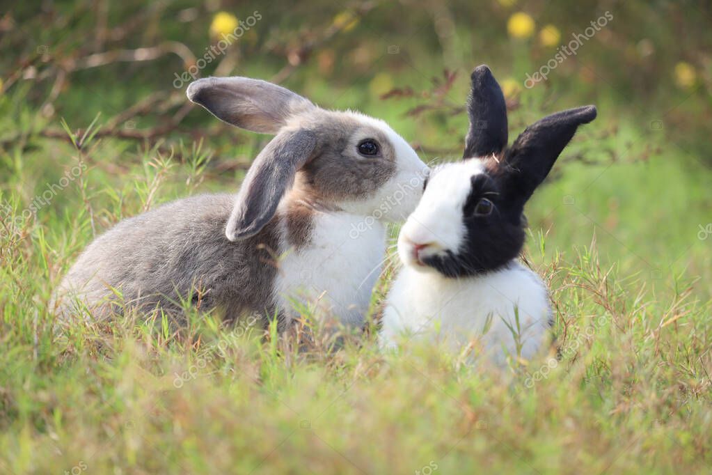 Two Fluffy Rabbit Kiss Each Other Wild Meadow Happy Cute — Foto de ...