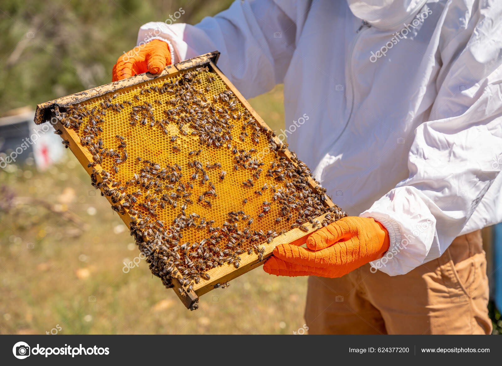 Beekeeper Checking Honeycomb Full Bees Honey Cells His Hive — Stock ...