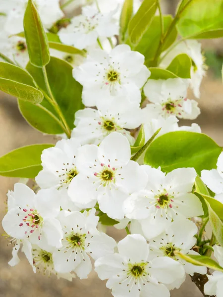 japanese pear flowering hanging on tree in orchard. - Stock Image ...