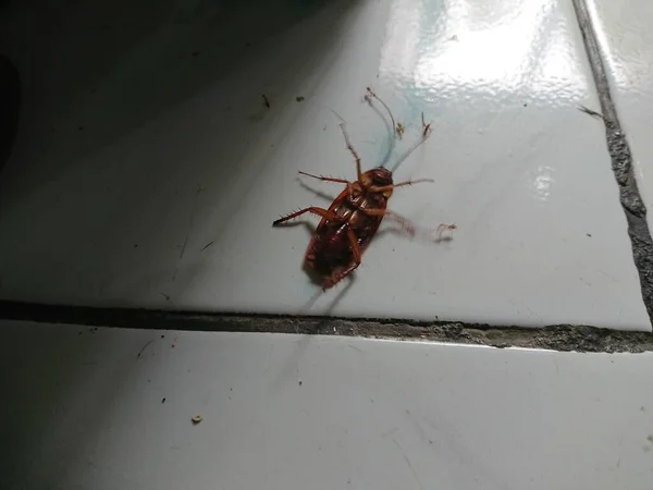 Insectos de costa rica Stock Photos, Royalty Free Insectos de costa ...