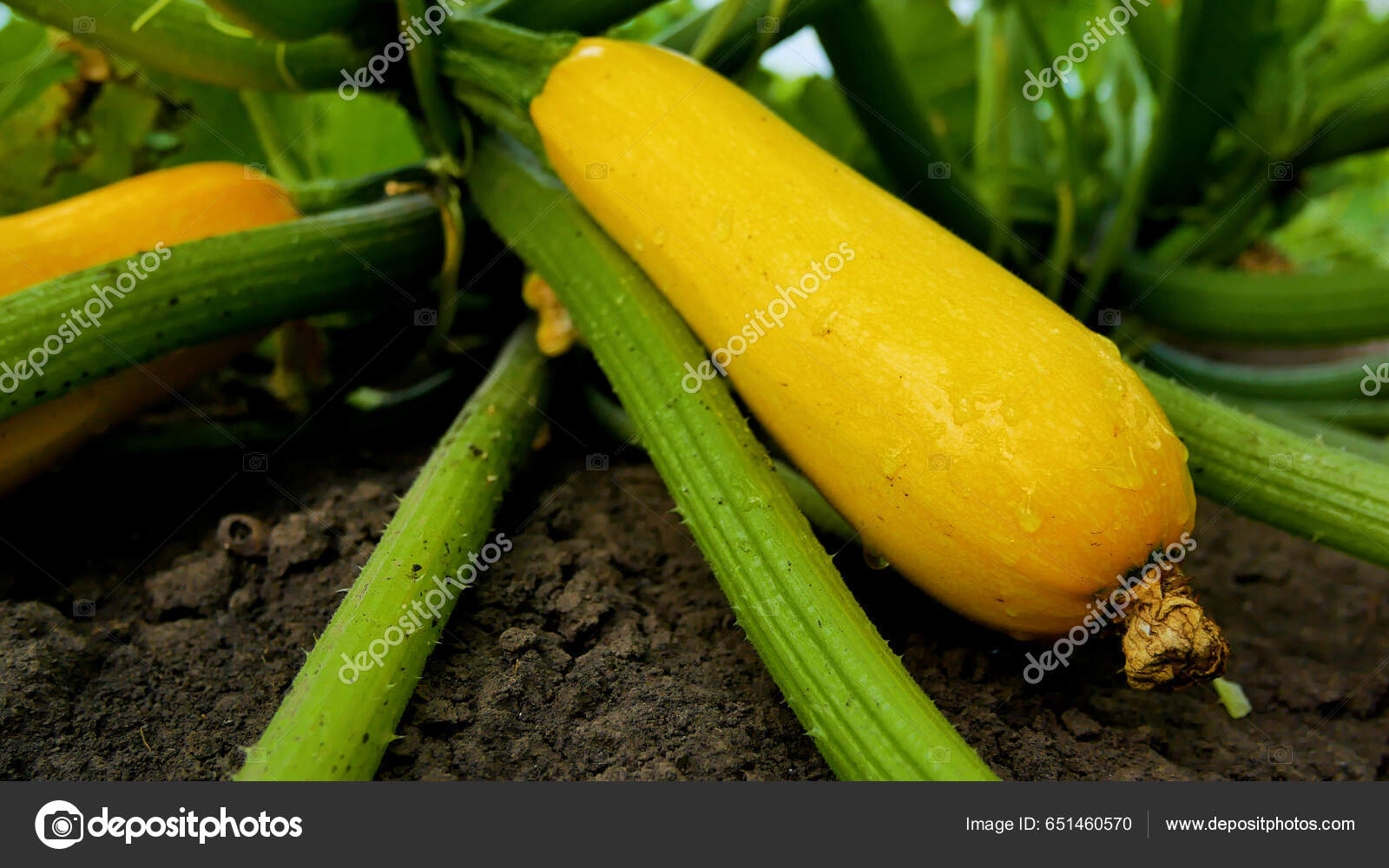 Yellow Ripe Large Zucchini Bed Green Leaves Zucchini Drops Rain — Stock ...