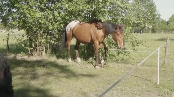 Caballo Rasca Espalda Contra Árbol Caballos Pastan Pasto Una Granja ...