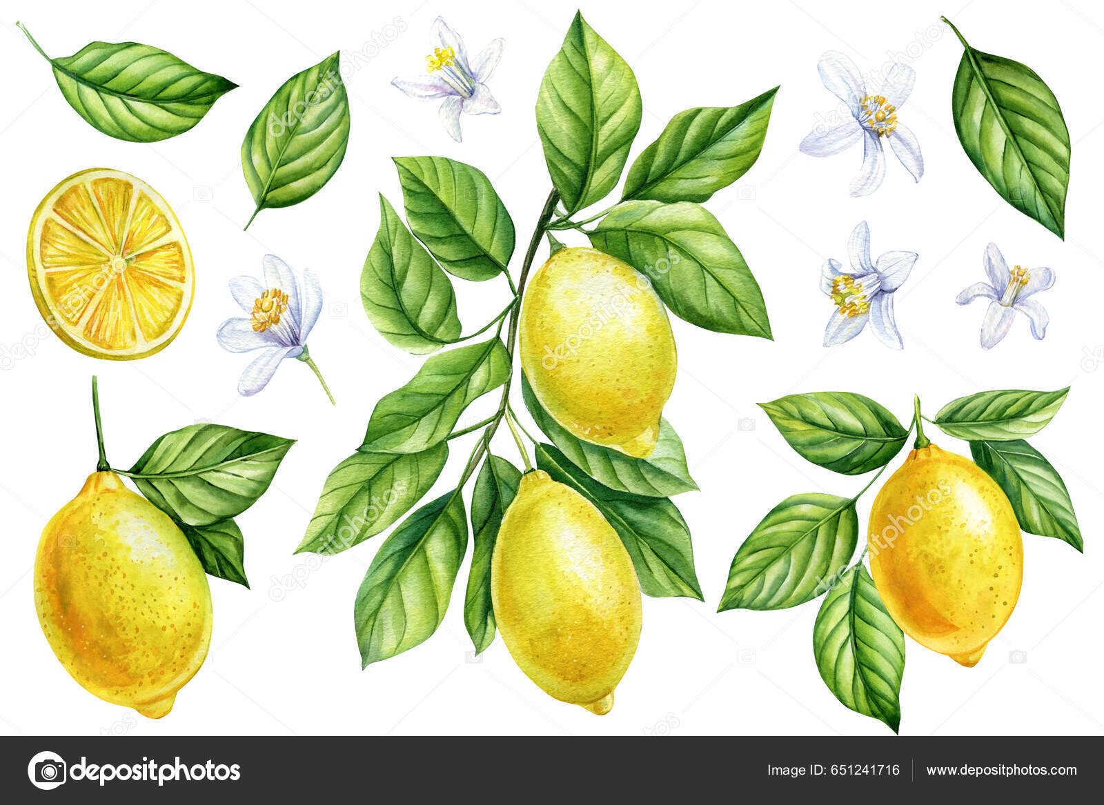 Lemon Fruits Set Flowers Branch Leaves Botanical Watercolor ...