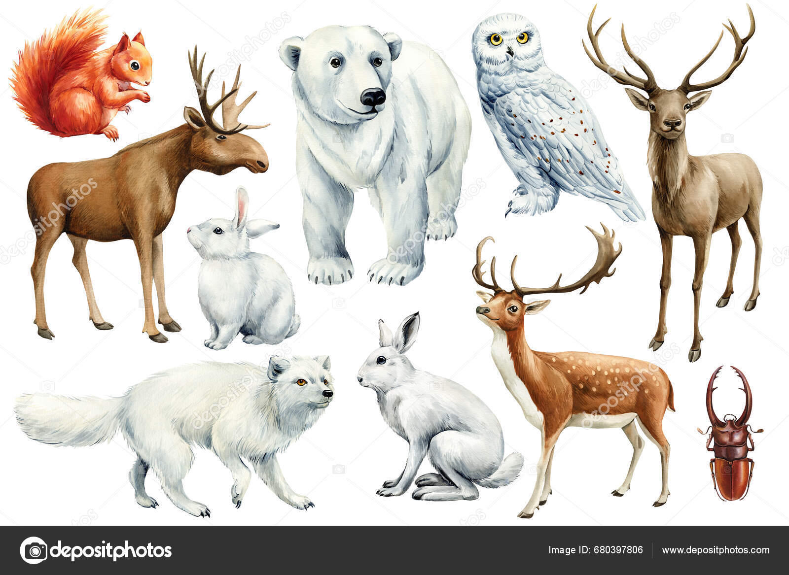 Liebre Zorro Ártico Búho Oso Blanco Pingüino Ballena Asesina Animal ...