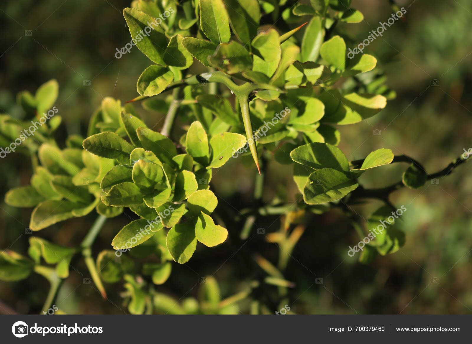Close Trifoliate Branches Evergreen Leaves Garden Poncirus Trifoliata ...