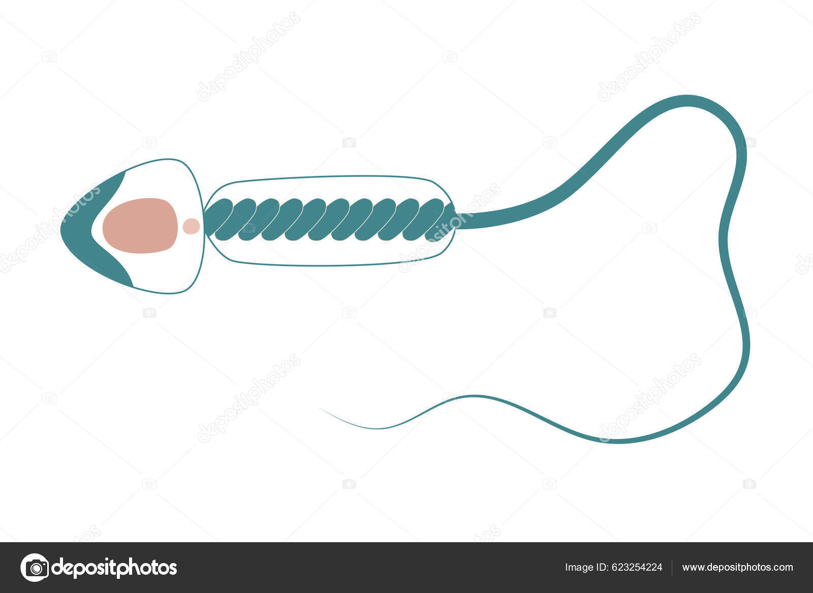 Diagrama Educacional Espermatozóides Humanos Ilustração Simples Estilo ...