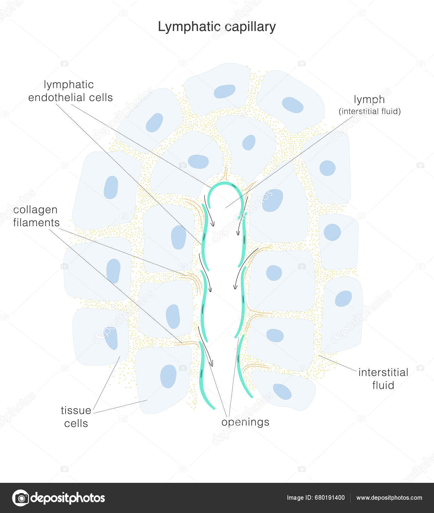 Sistem Limfa Struktur Ujung Terminal Kapiler Limfatik Dan Jaringan ...