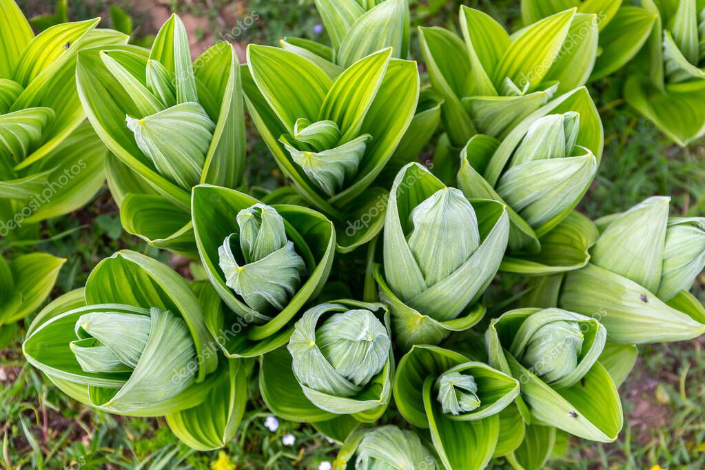 Veratrum álbum (o helleborina falsa, hellebore blanco, Veratrum ...