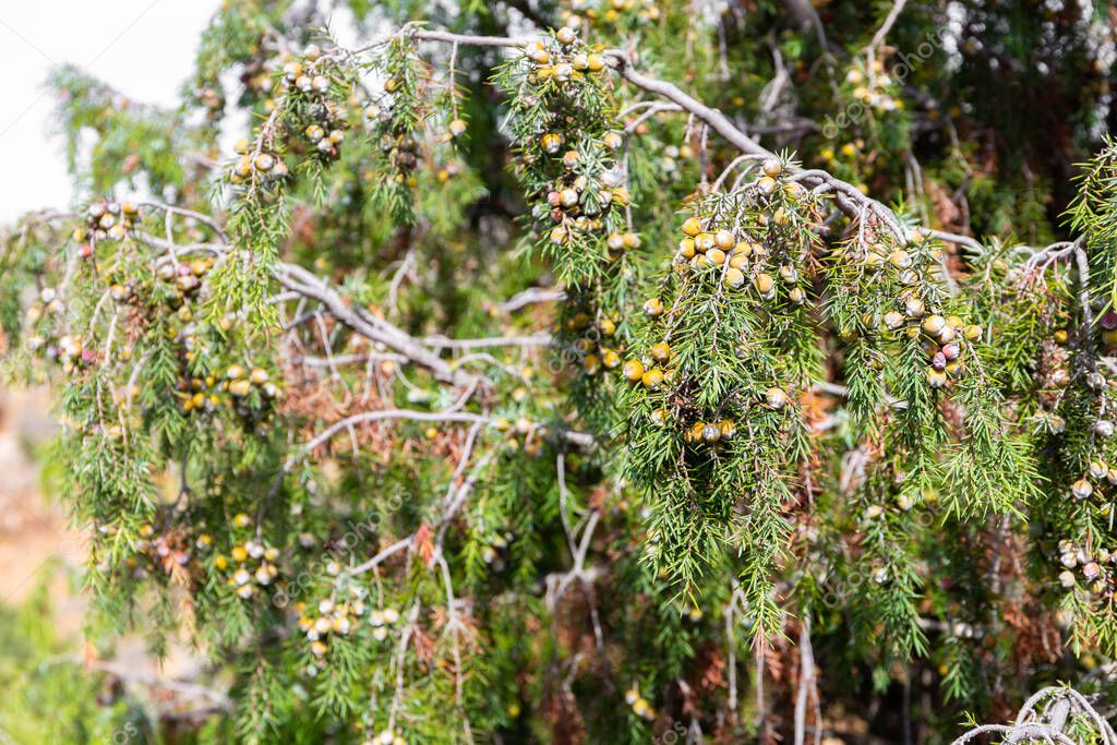 Árbol de enebro espinoso (Juniperus oxycedrus) con conos de semillas ...