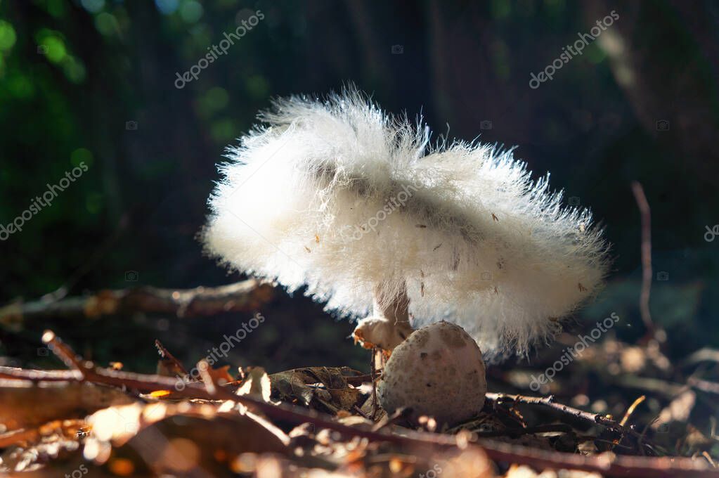 Beautiful fluffy mushroom parasite Spinellus fusiger (bonnet mold) on ...