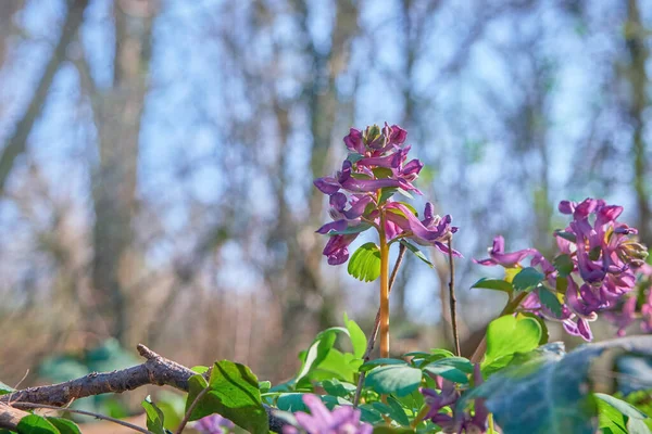 Pink Corydalis flowers in the spring forest on a sunny day - Stock ...