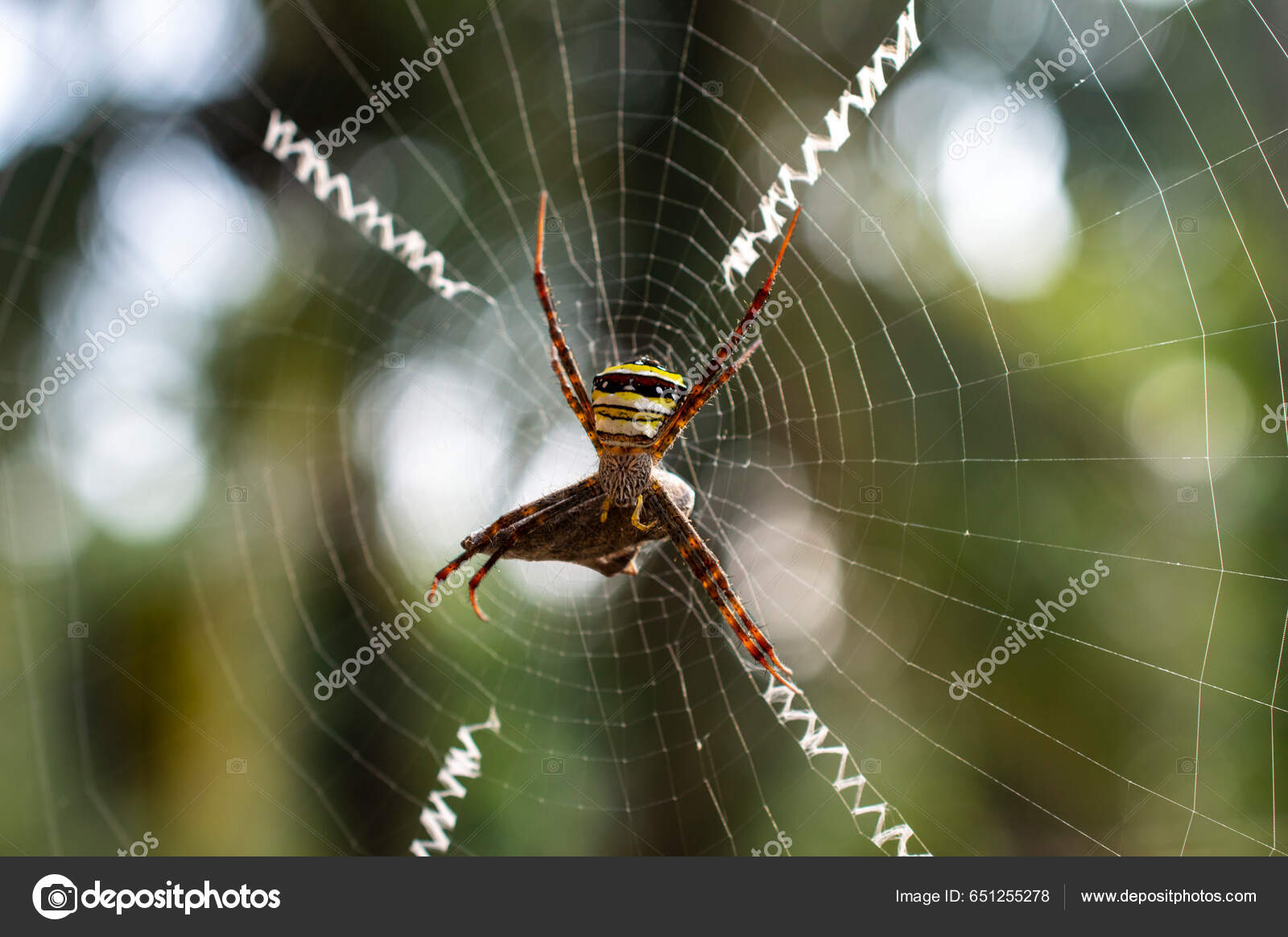 Spiders Make Webs Silk Natural Fibre Made Protein Here Spider — Stock ...