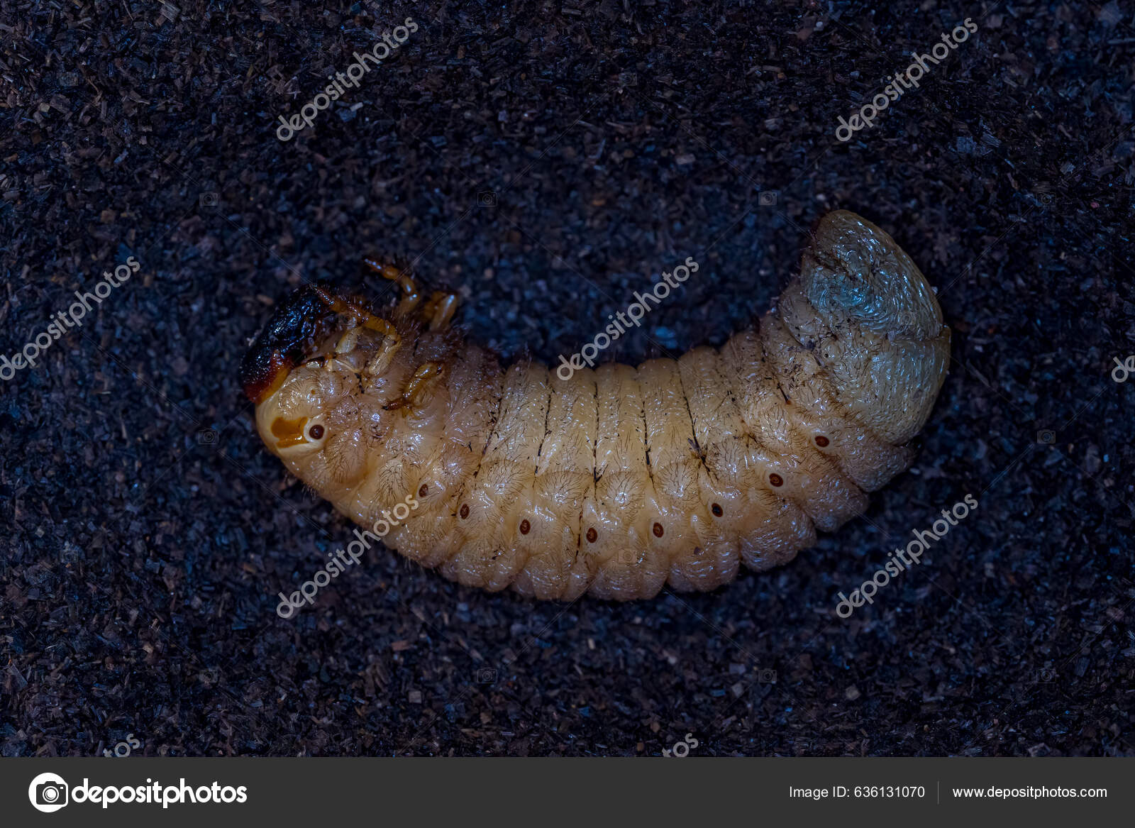 Japanese Rhinoceros Beetle Larvae