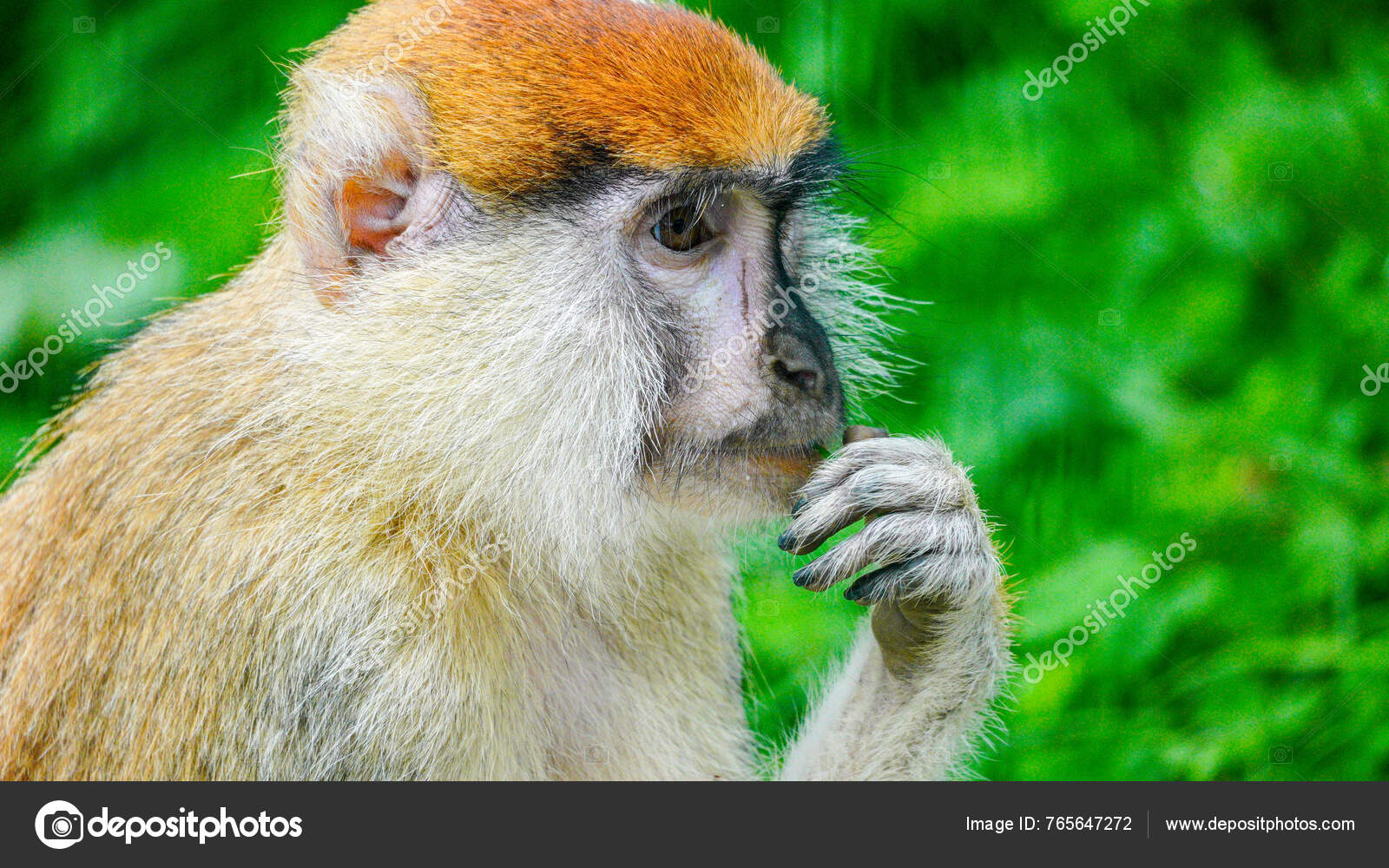 Extreme Close Side View Barbary Macaque Monkey Monkey Has Endangered ...