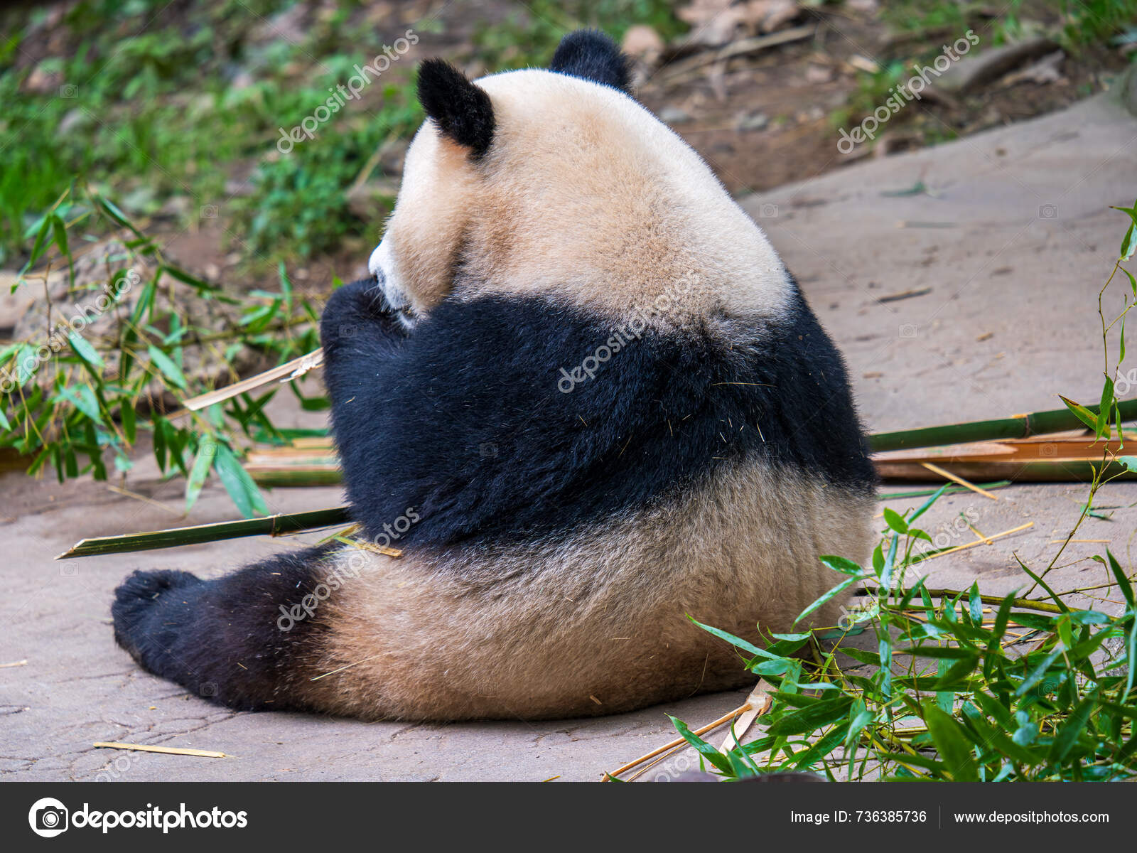 Giant Panda Eating Bamboo Dujiangyan Panda Base Sichuan China — Stock ...
