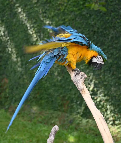 Ara spring images libres de droit, photos de Ara spring | Depositphotos